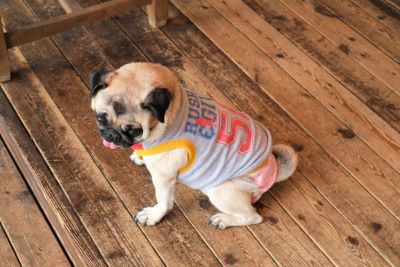 宇宙の日 | ドムカデザイン ～staff dialy～