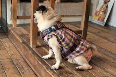 宇宙の日 | ドムカデザイン ～staff dialy～