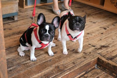 定休日 | ドムカデザイン ～staff dialy～