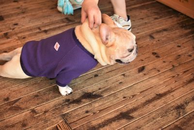 臨時休業 | ドムカデザイン ～staff dialy～