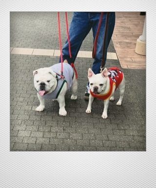 定休日 | ドムカデザイン ～staff dialy～