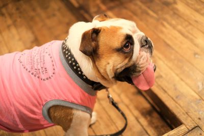 振替休業 | ドムカデザイン ～staff dialy～