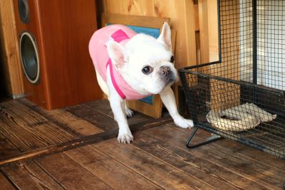 鉄道電化の日 | ドムカデザイン ～staff dialy～