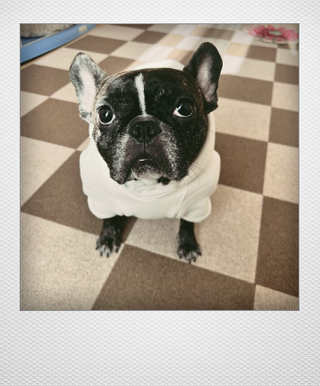 ノーベル賞制定記念日 | ドムカデザイン ～staff dialy～