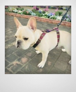 ノーベル賞制定記念日 | ドムカデザイン ～staff dialy～