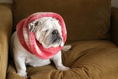 定休日 | ドムカデザイン ～staff dialy～