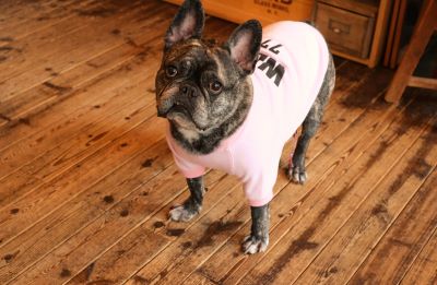 カレンダーの日 | ドムカデザイン ～staff dialy～