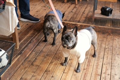 定休日 | ドムカデザイン ～staff dialy～