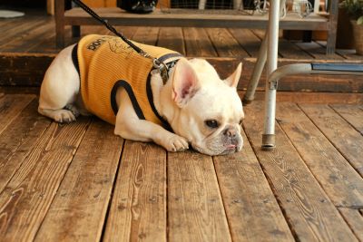 エアメールの日 | ドムカデザイン ～staff dialy～