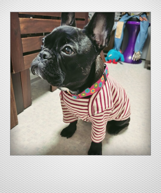 定休日 | ドムカデザイン ～staff dialy～