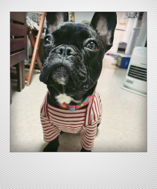 定休日 | ドムカデザイン ～staff dialy～