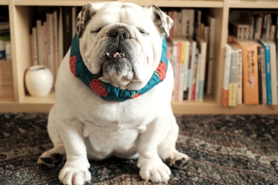 定休日 | ドムカデザイン ～staff dialy～