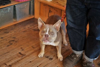 ミュージックの日 | ドムカデザイン ～staff dialy～