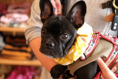 定休日 | ドムカデザイン ～staff dialy～