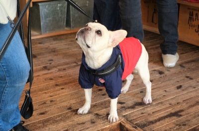 定休日 | ドムカデザイン ～staff dialy～