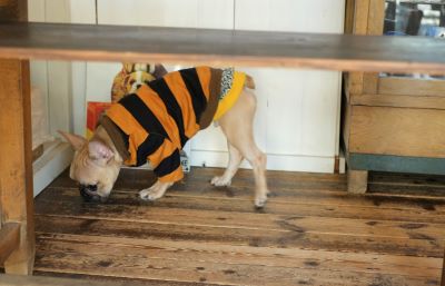 海の日 | ドムカデザイン ～staff dialy～