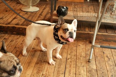 広島平和記念日 | ドムカデザイン ～staff dialy～