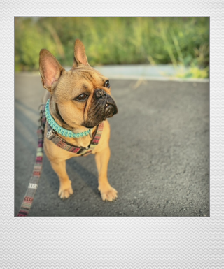 くじらの日 | ドムカデザイン ～staff dialy～