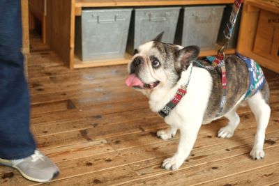 定休日 | ドムカデザイン ～staff dialy～