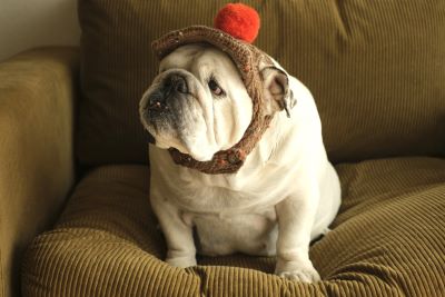 定休日 | ドムカデザイン ～staff dialy～