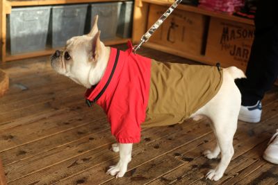 パラシュートの日 | ドムカデザイン ～staff dialy～