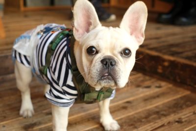 定休日 | ドムカデザイン ～staff dialy～