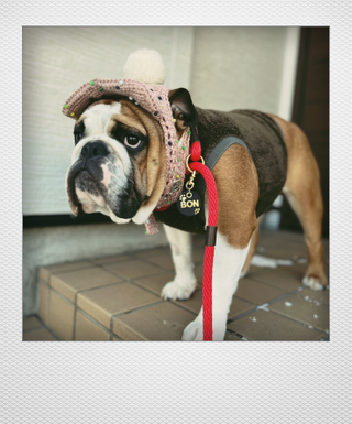 テレホンカードの日 | ドムカデザイン ～staff dialy～