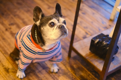 バウムクーヘンの日 | ドムカデザイン ～staff dialy～