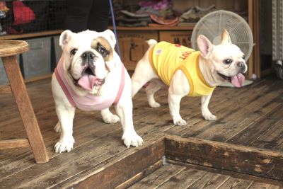 漫画週刊誌の日 | ドムカデザイン ～staff dialy～