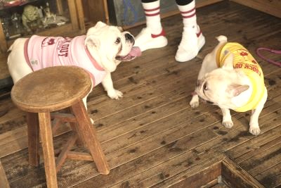 漫画週刊誌の日 | ドムカデザイン ～staff dialy～