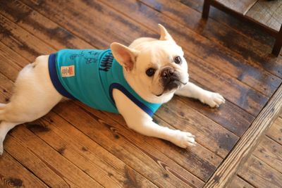 コットンの日 | ドムカデザイン ～staff dialy～