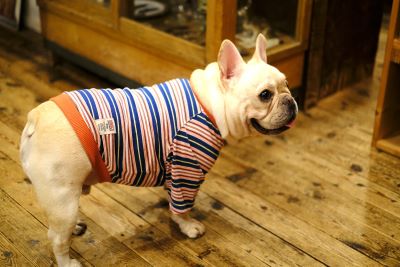 大陸発見記念日 | ドムカデザイン ～staff dialy～