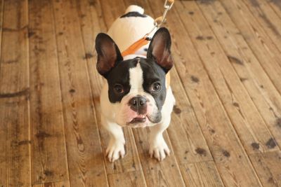 定休日 | ドムカデザイン ～staff dialy～