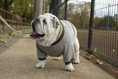 水曜日は通常営業致します。 | ドムカデザイン ～staff dialy～