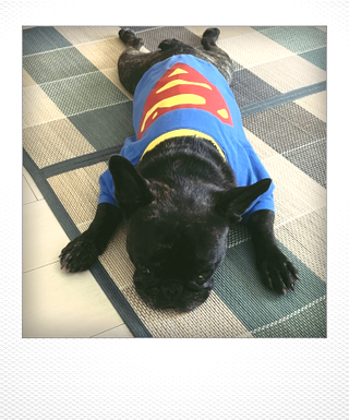 防災農地の日 | ドムカデザイン ～staff dialy～