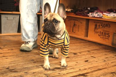 国立公園指定記念日 | ドムカデザイン ～staff dialy～