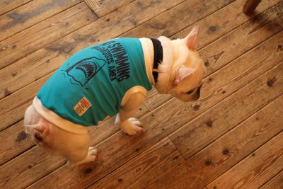 世界禁煙デー | ドムカデザイン ～staff dialy～