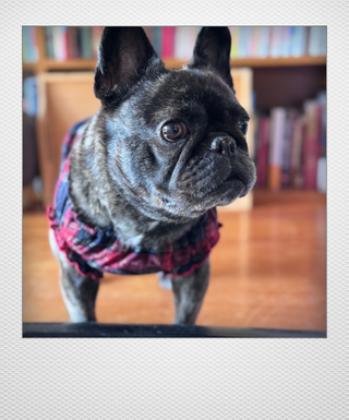 日本人初飛行の日 | ドムカデザイン ～staff dialy～