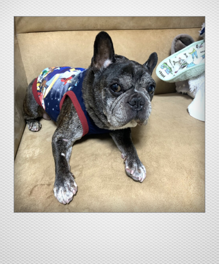 日本人初飛行の日 | ドムカデザイン ～staff dialy～