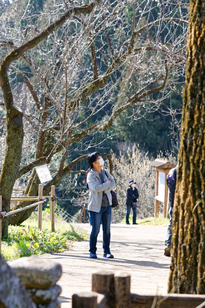 吉野梅園、、、知った人はおらんなー | 大分県豊後大野市から気ままなblog