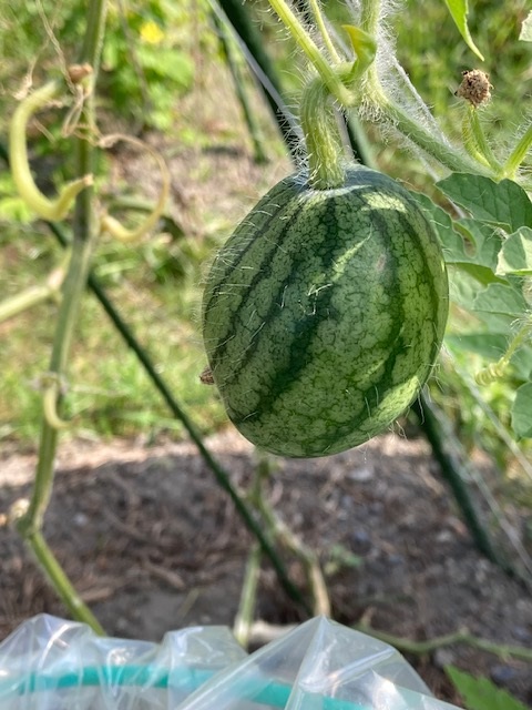 育て！ | 歩きたくなる靴を履こう