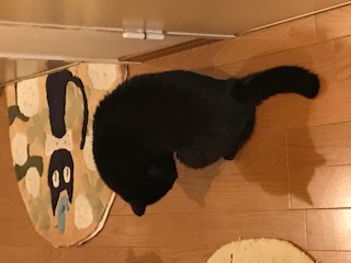 レイちゃん 3003 | 浅川家のクロネコ・レイちゃんの日記 ときどきコンサート案内