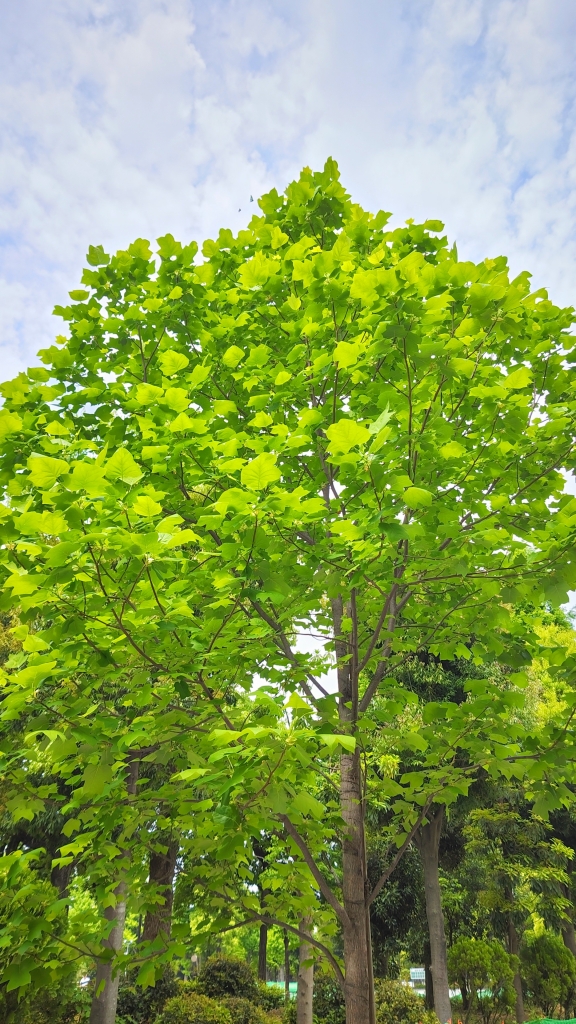 【笑三郎だより】