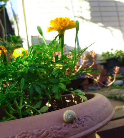 花いっぱいの庭で・・