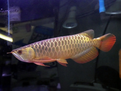 イーストアフリカ