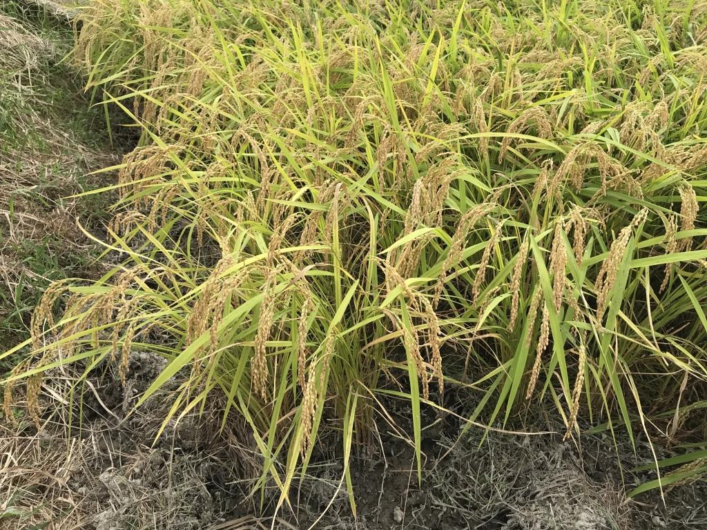 何か？手伝う事がありますか！！ | ひろあきの果てしない日常