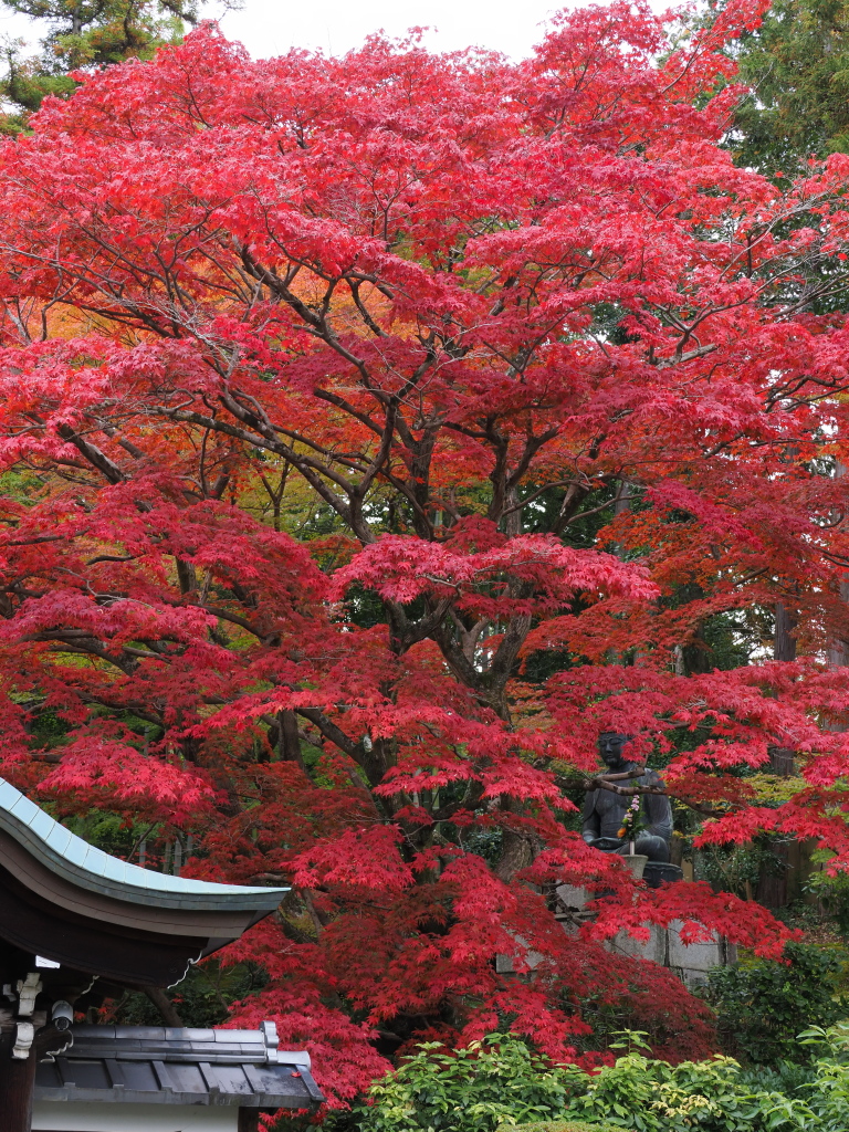 No.2867 京都の紅葉13 朝の栄摂院(その1) | TETSUYA氏ブログ