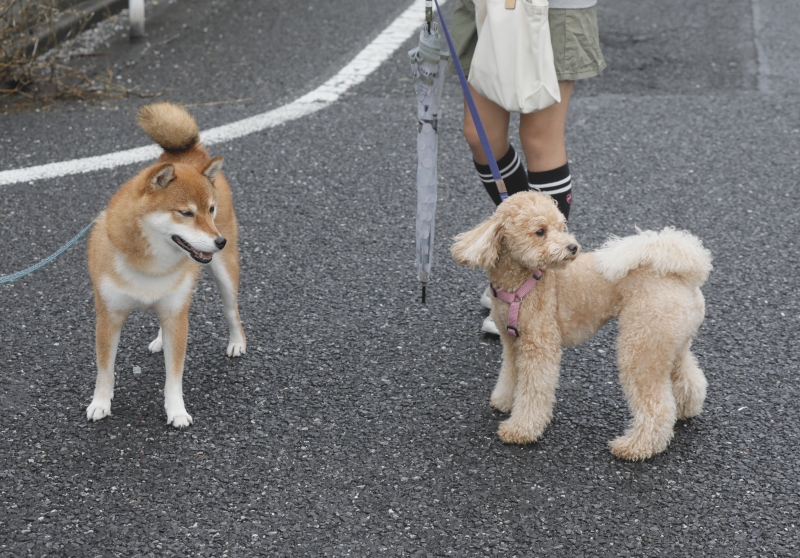 2020年10月11日朝、柴犬コハクと近所をカメラ散歩 | ギン太パパのブログ