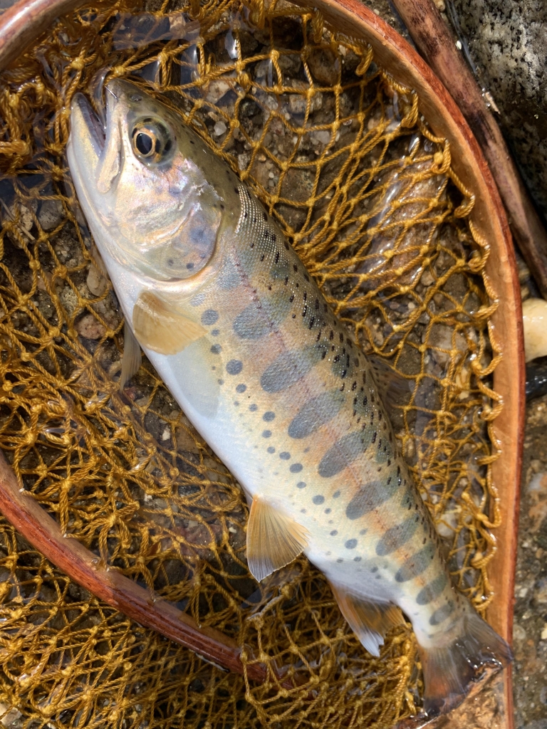 今期初の渓流 福島県鮫川水系 | 釣りギター@cbm.tama