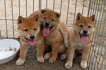 可愛すぎる子犬3兄妹 | ボクは山陰柴犬のリキです
